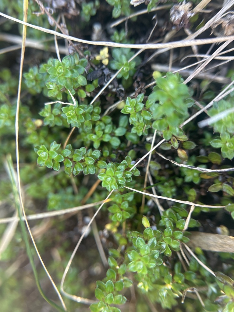 New Zealand Everlastingflower from Omahu Bush Reserve, Tai Tapu ...