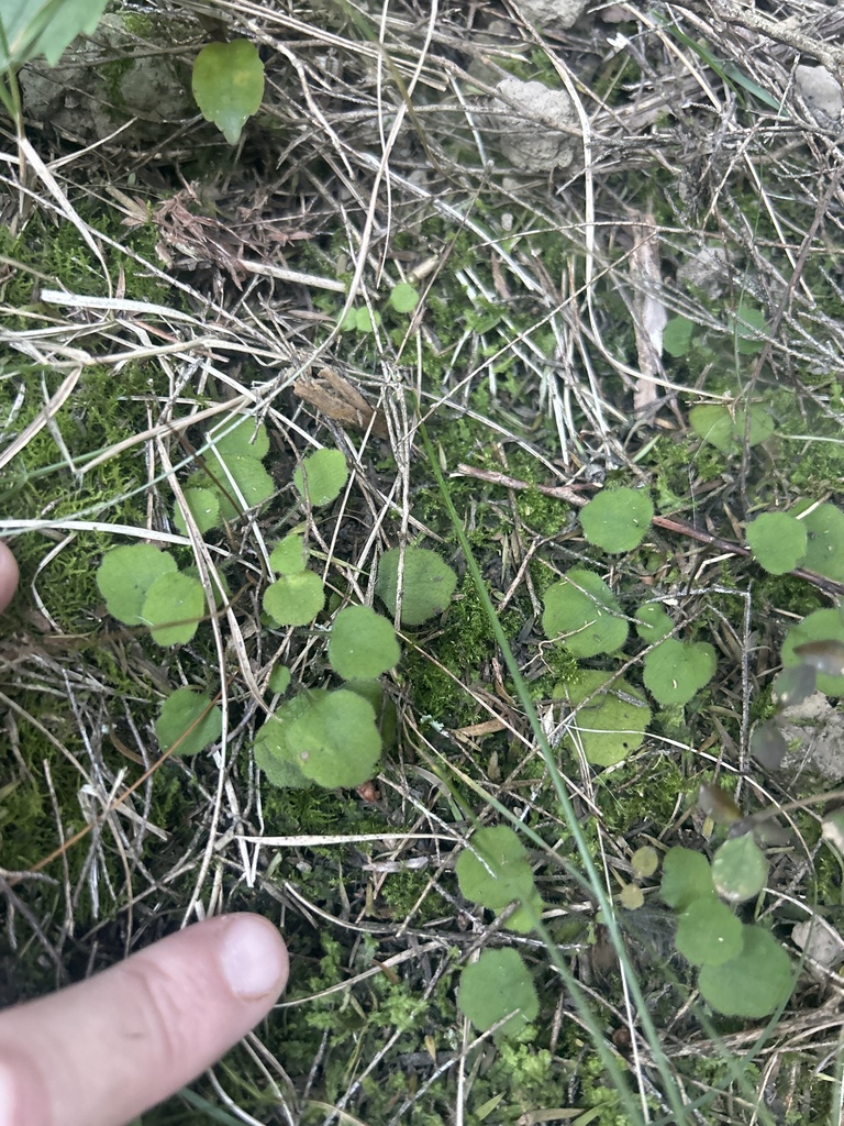 Lagenophora strangulata from Omahu Bush Reserve, Tai Tapu, Canterbury ...