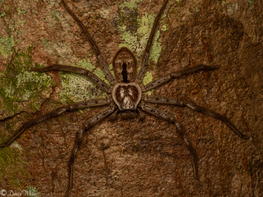 Grey Huntsman Spider from Wonga QLD 4873, Australia on May 24, 2025 at ...