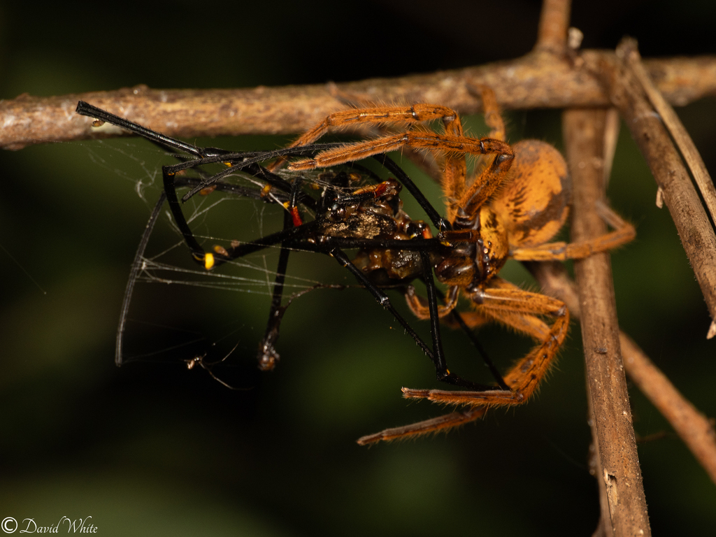 Fireback Huntsman Spider from Wonga QLD 4873, Australia on May 24, 2025 ...