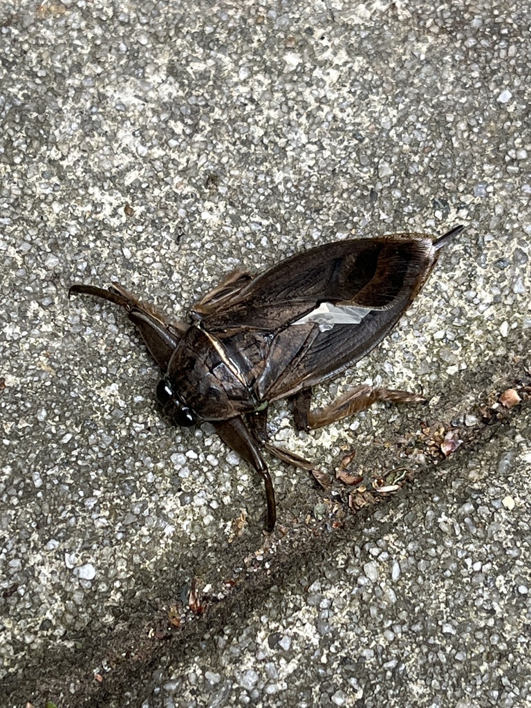 Uhler's Giant Water Bug from Pisgah National Forest, Pisgah Forest, NC ...