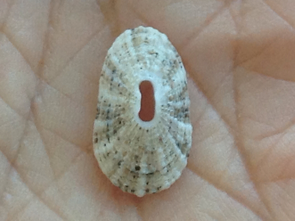 Rim Fleshy Limpet (China Cove Organisms) · iNaturalist