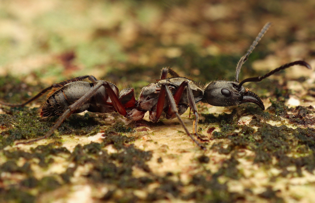 Foetida-group Panther Ants from Isla de Bastimentos, Bocas Del Toro, PA ...