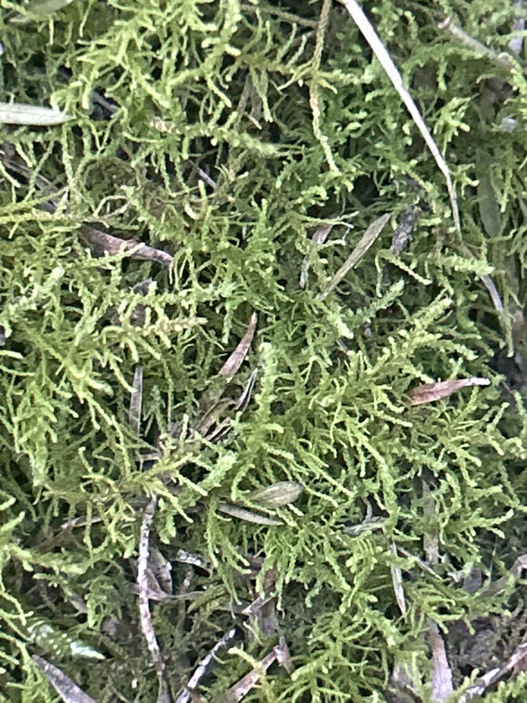 Thuidiaceae from Omahu Bush Reserve, Tai Tapu, Canterbury, NZ on May 25 ...
