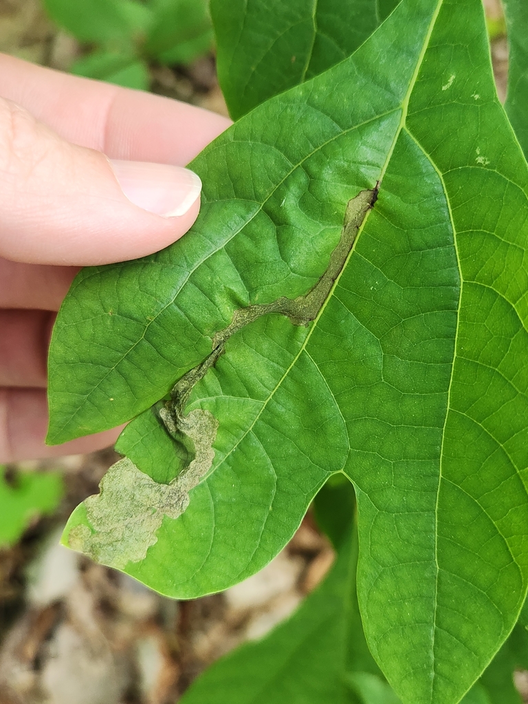 Yellow Poplar Weevil from West Deptford, NJ 08093, USA on May 24, 2025 ...