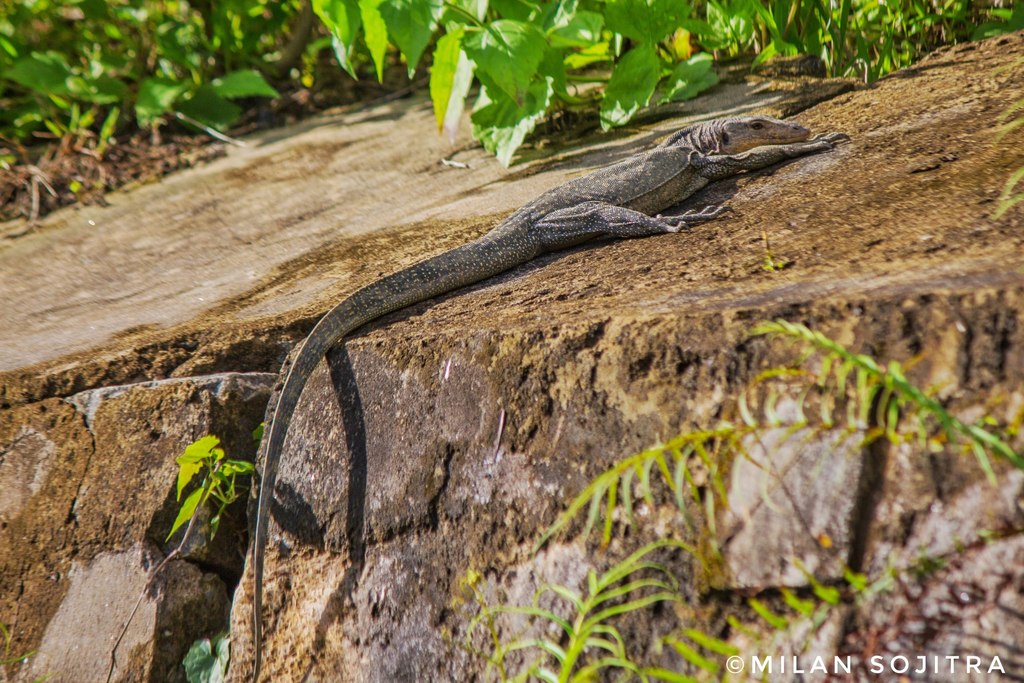 Andaman Water Monitor from Nicobar, Andaman and Nicobar Islands, India ...