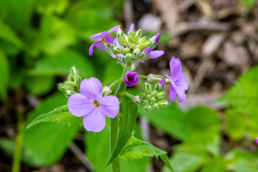 dame's rocket from Cambridge, ON, Canada on May 24, 2025 at 03:07 PM by ...