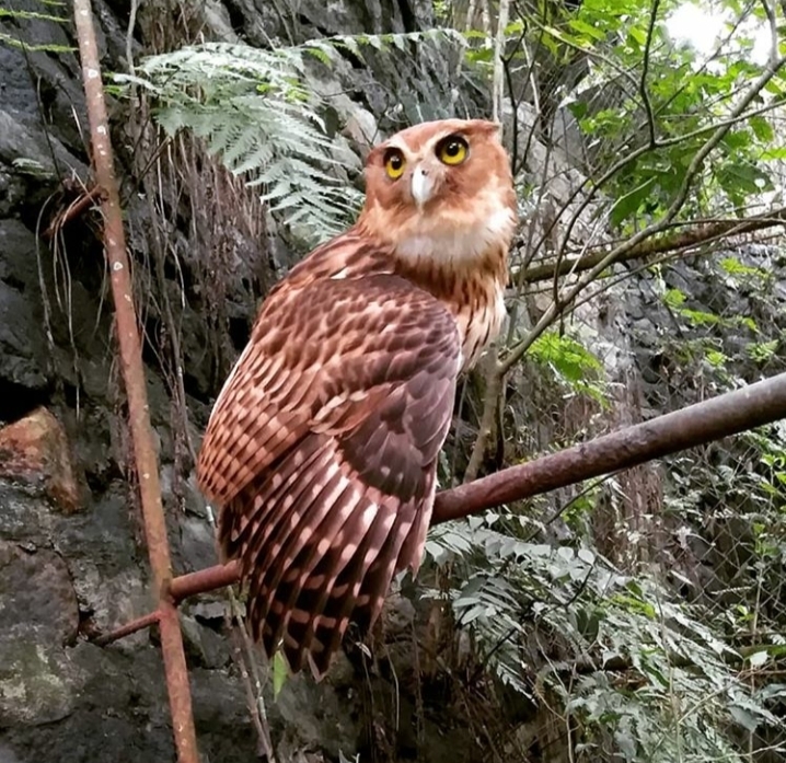 Philippine Eagle-Owl (Ketupa philippensis) - Avian Discovery