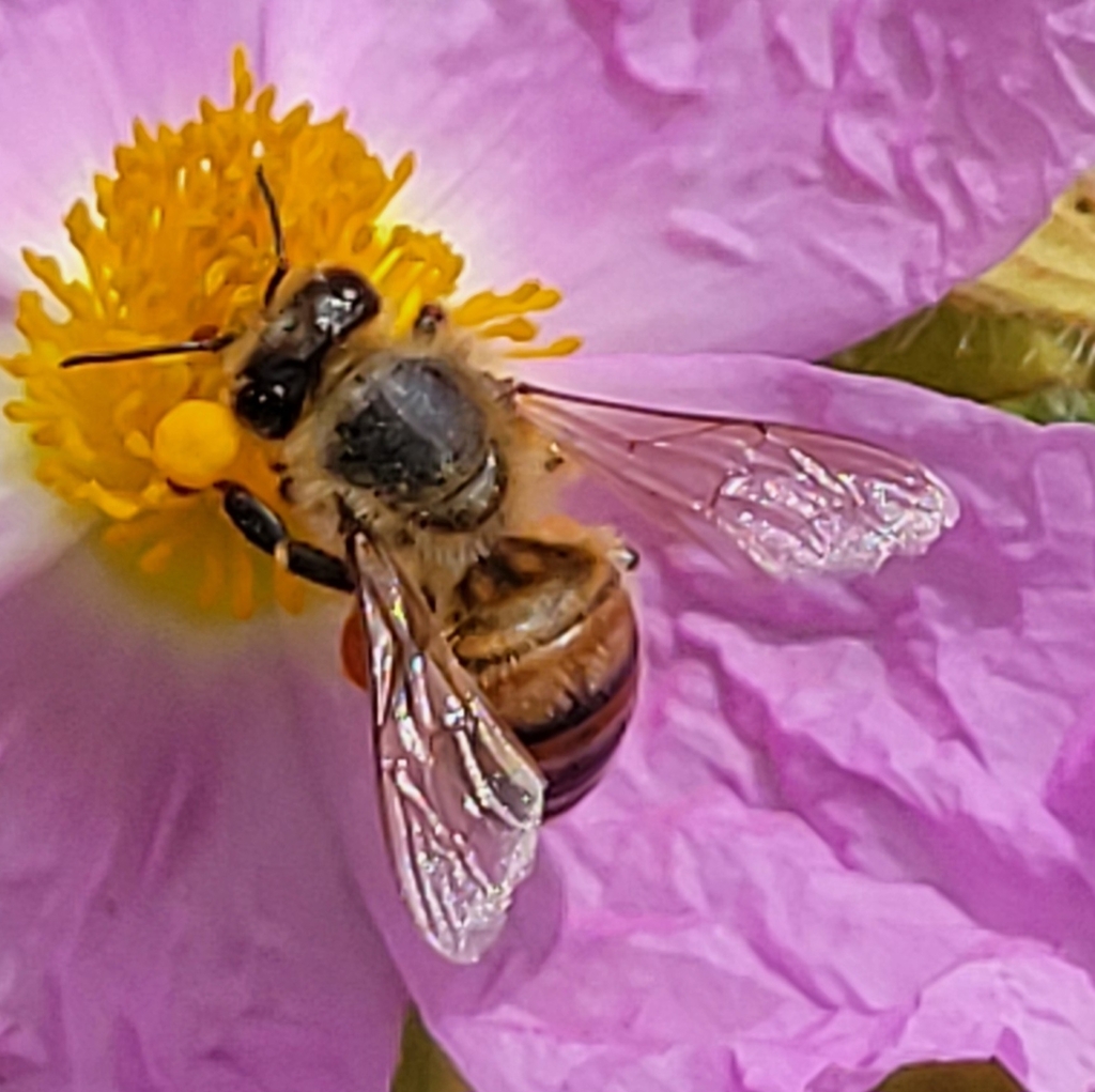 Western Honey Bee from Malibu, CA 90265, USA on May 24, 2025 at 01:03 ...