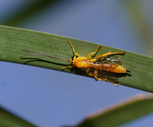 Xanthopimpla flavolineata · iNaturalist