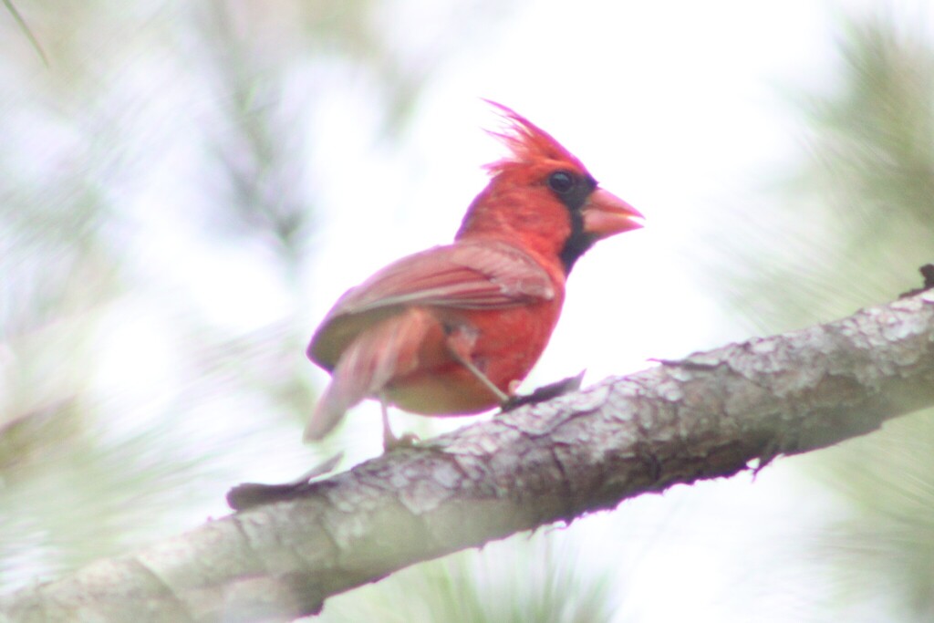 Eastern Cardinal from West Point, GA, USA on April 30, 2025 at 10:44 AM ...