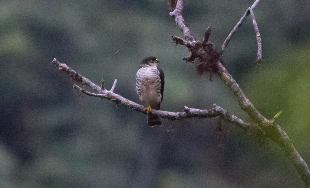 Semicollared Hawk in July 2017 by Paul Fenwick · iNaturalist