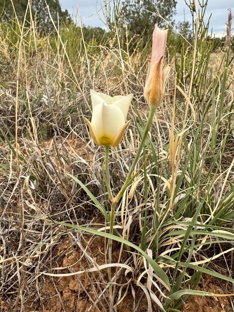 Sego Lily in May 2025 by CredibleCorvid · iNaturalist