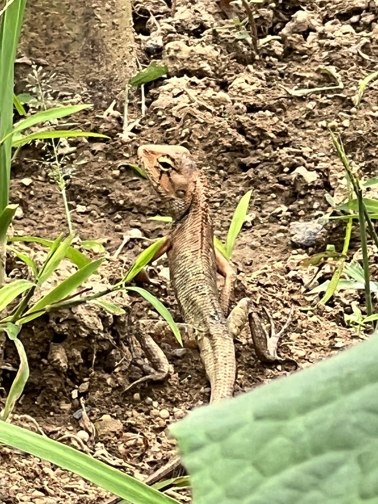 Calotes wangi wangi from Discovery Bay, New Territories, HK on May 25 ...