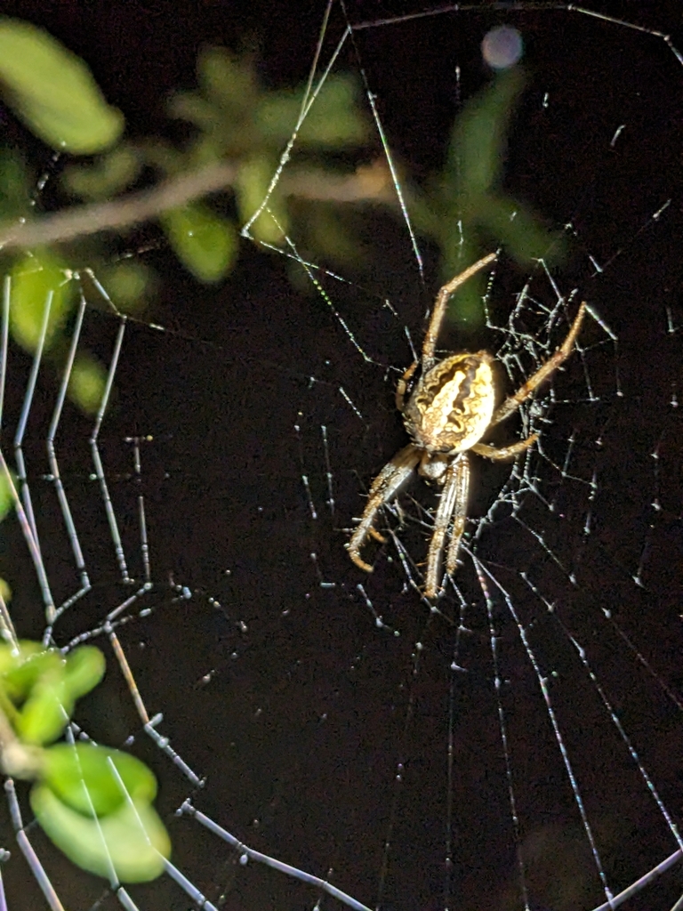 Common Web-spider from Chillagoe QLD 4871, Australia on May 24, 2025 at ...