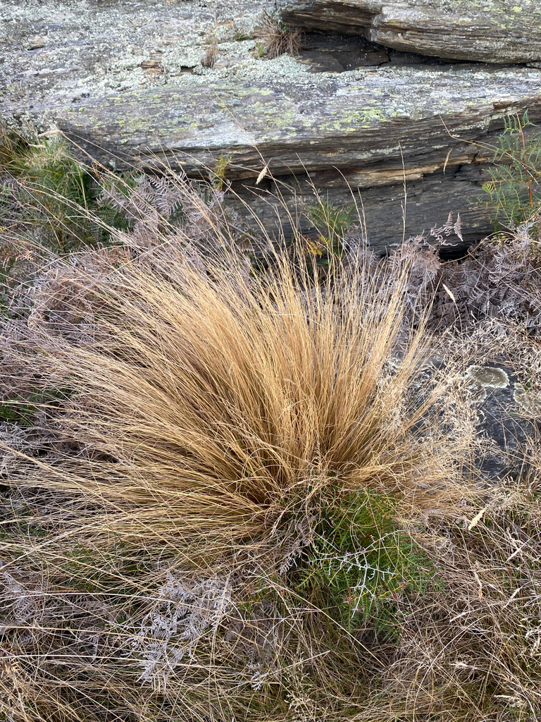 Hard Tussock from Middlemarch, Otago, NZ on May 25, 2025 at 10:58 AM by ...