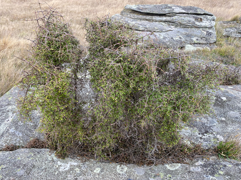 Mountain Wineberry from Middlemarch, Otago, NZ on May 25, 2025 at 12:14 ...
