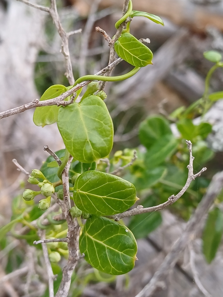 Roundleaf Buckhorn from Hessequa Local Municipality, South Africa on ...