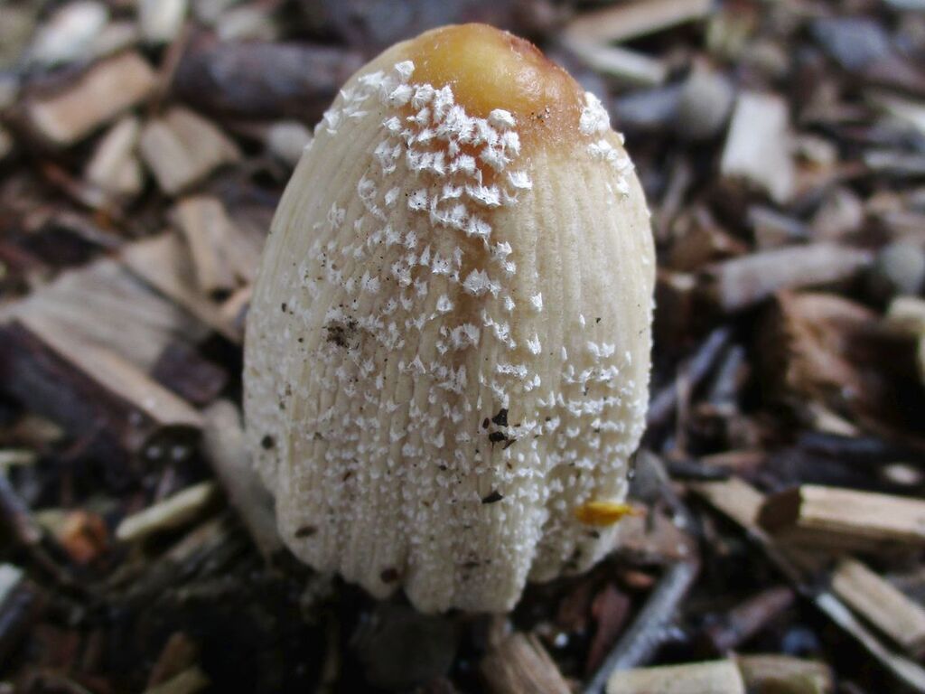 flocculose inkcap from Szeged, Magyarország on May 24, 2025 at 01:43 PM by peter_csonka. They ...