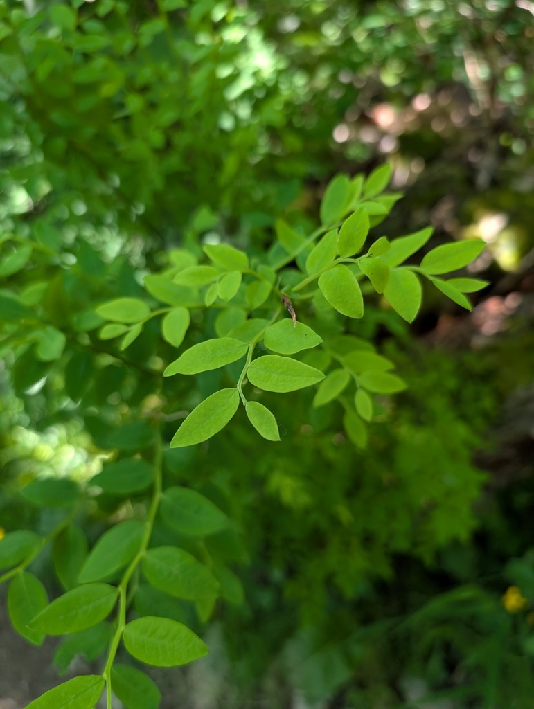 Red Huckleberry from King County, WA, USA on May 24, 2025 at 05:00 PM ...