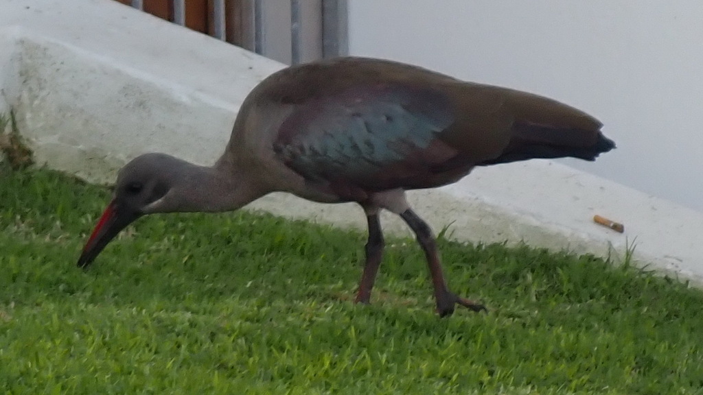 Southern Hadada Ibis from Bay View Hospital, Mossel Bay, 6506, South ...