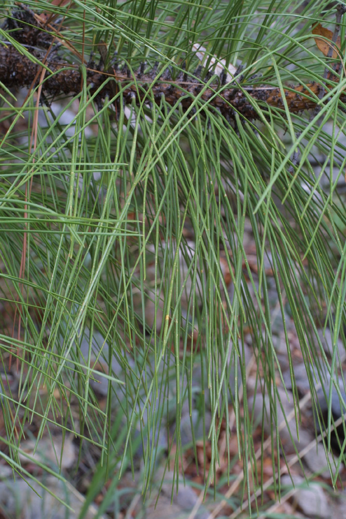 Apache pine (Pinus engelmannii) - Botanical Realm