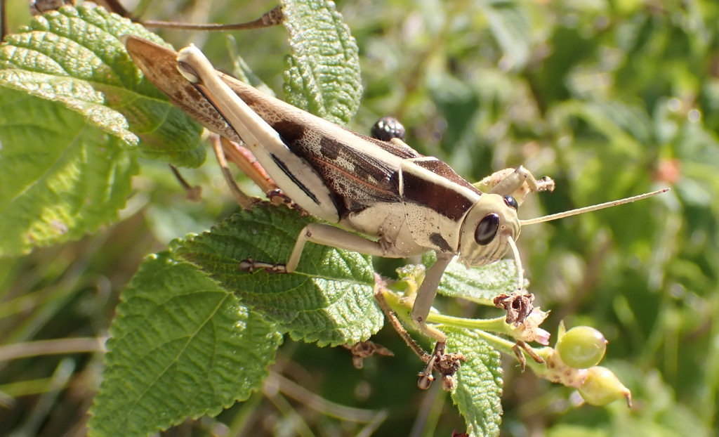 Garden Locust from Bay View Hospital, Mossel Bay, 6506, South Afric on ...