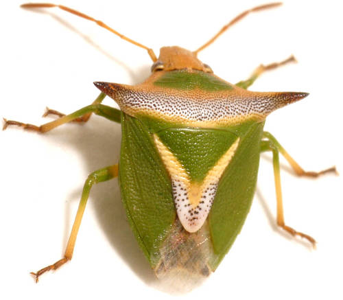 Long-spined Shield Bug (Cuspicona longispina) · iNaturalist