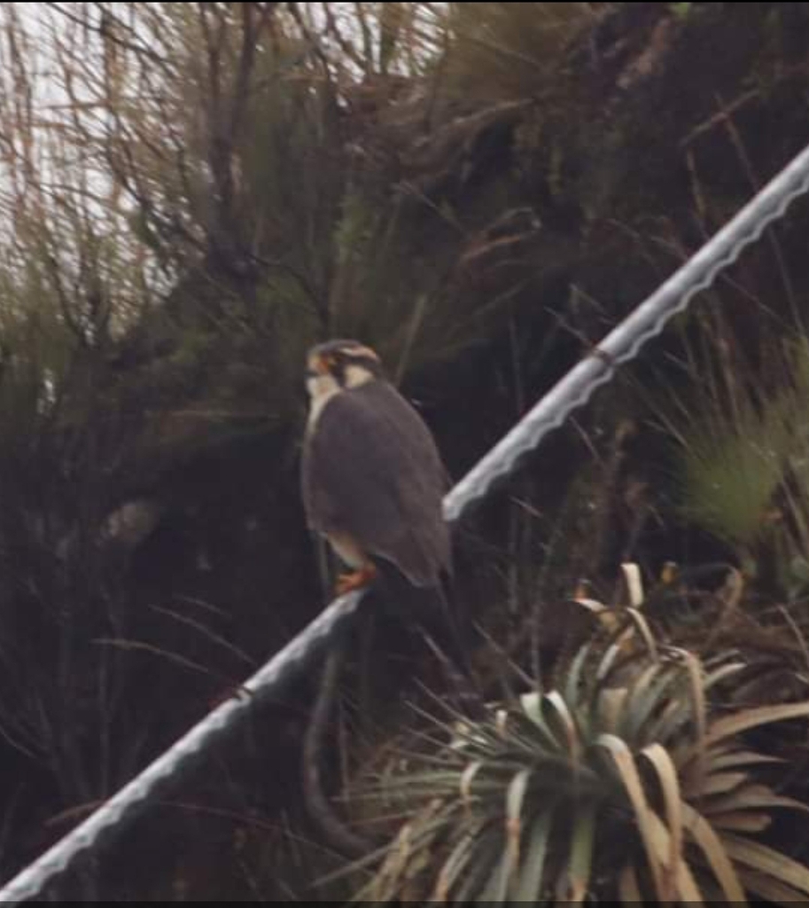 Aplomado Falcon from 06495, Perú on November 23, 2022 by Carlos Sáenz ...