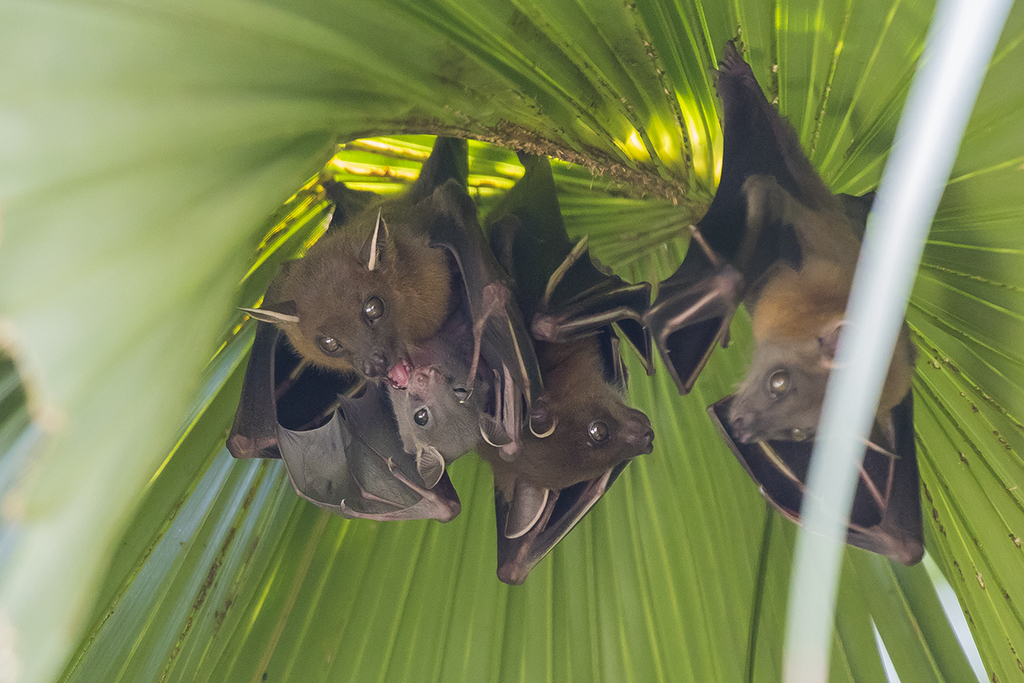 Greater Short-nosed Fruit Bat from 6號 Shiu Fai Terrace, Wan Chai, Hong ...
