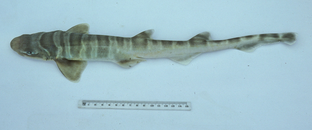 Australian Sawtail Catshark from 32 n.miles east of Broken Bay, NSW ...