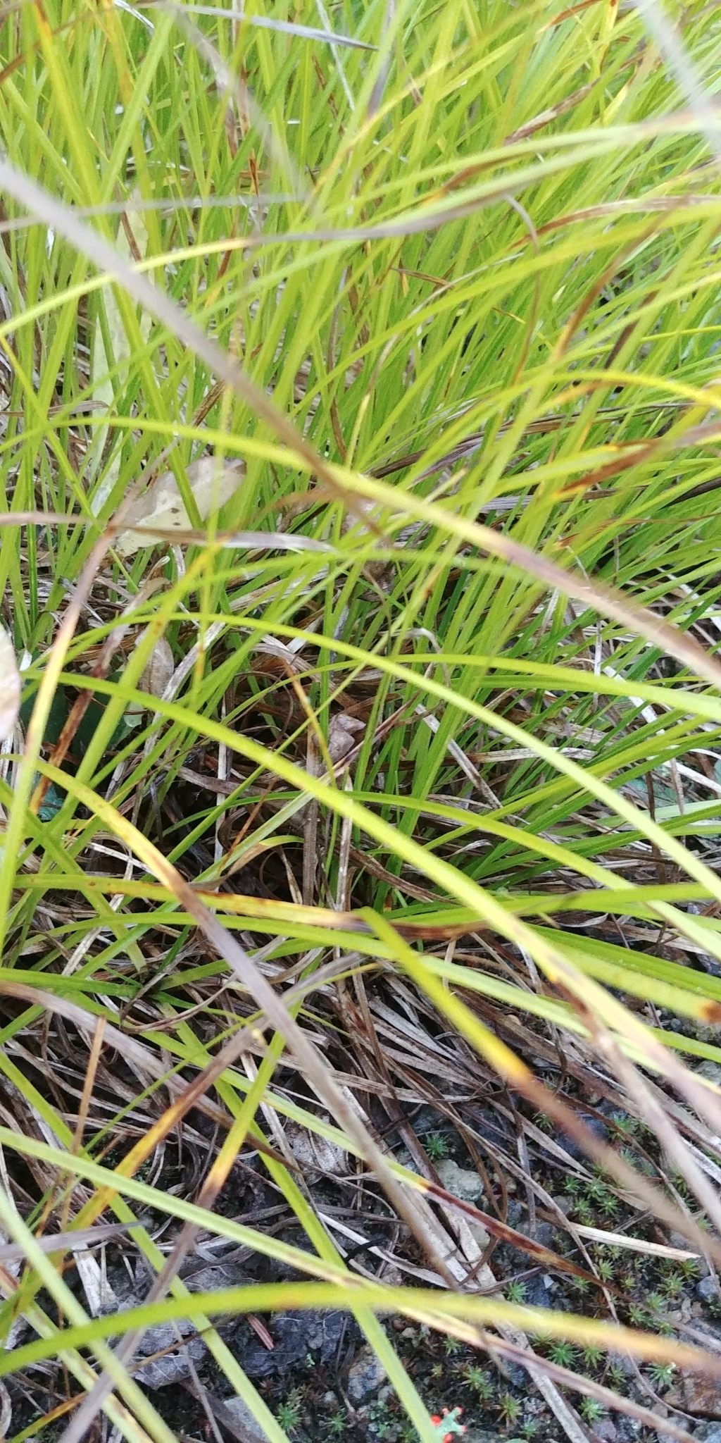 Carex lucorum Willd.