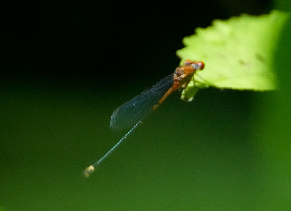 Red Sprite from Tagburos, Puerto Princesa, Palawan, Philippines on May ...