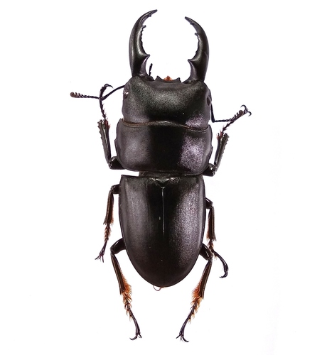 Dorcus intermedius · iNaturalist