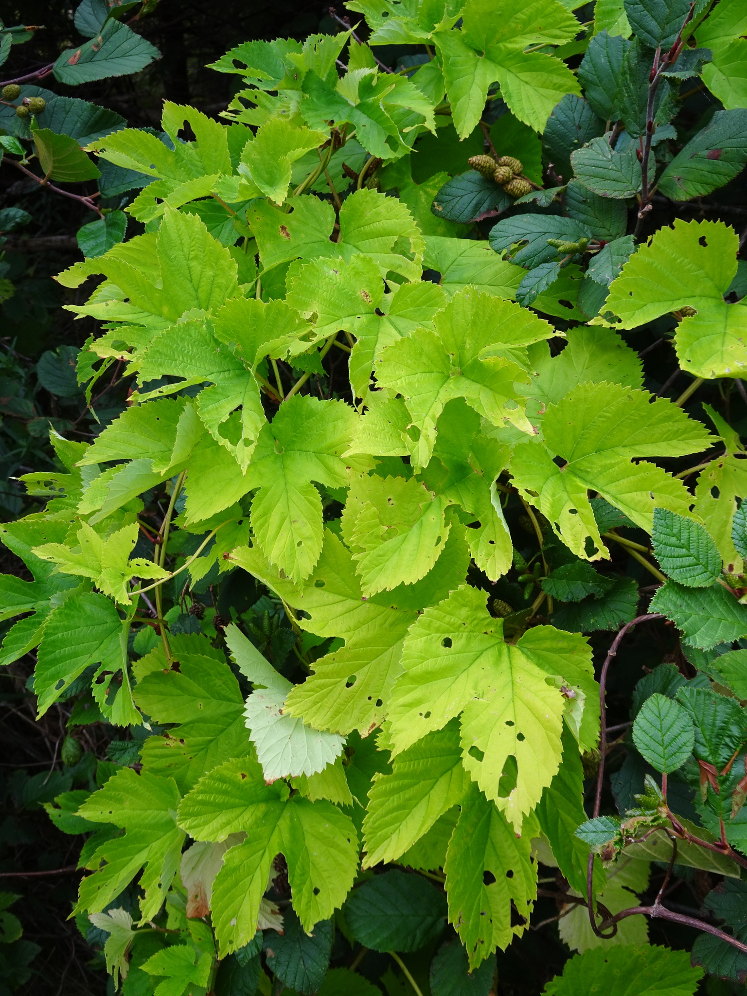 Humulus lupulus var. lupulus