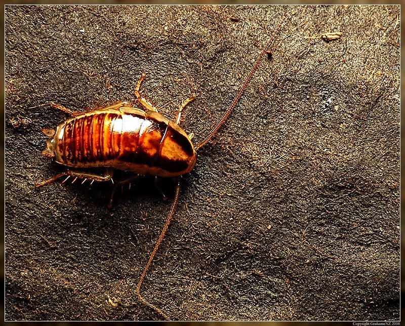 Celatoblatta from Charlesworth Wetland on October 02, 2016 by Grahame ...