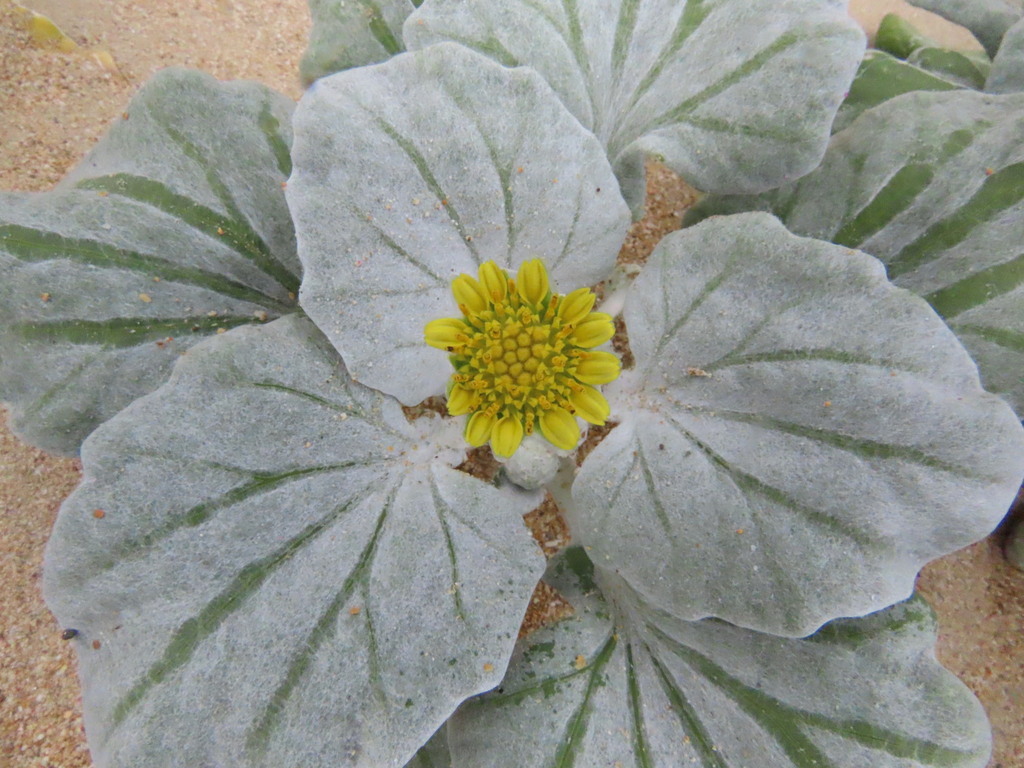 Cape Beach Daisy from Yambuk VIC 3285, Australia on March 29, 2025 at ...