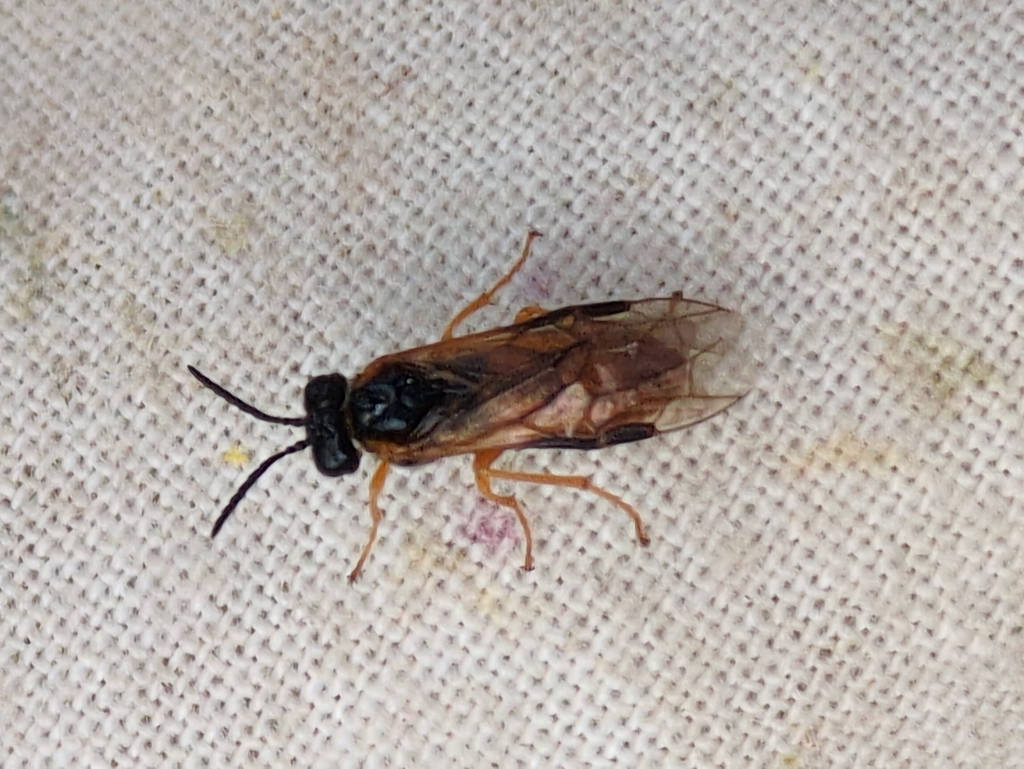 Common Sedge-sawfly from Fulford, York, UK on 25 May, 2025 at 02:13 PM ...