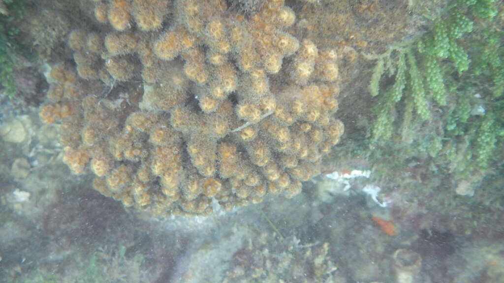 Oculina patagonica from Brevard County, FL, USA on May 24, 2025 at 08: ...