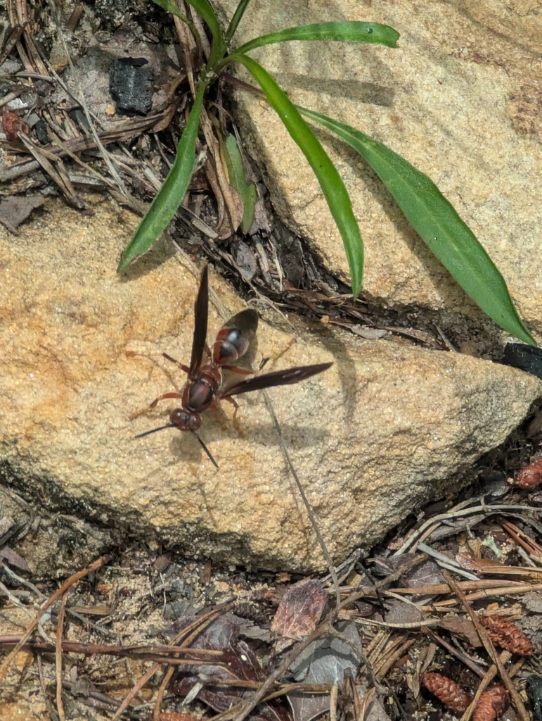 Metric Paper Wasp from Lancing, TN 37770, USA on May 24, 2025 at 01:31 ...