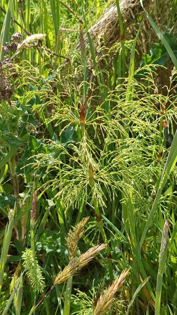 wood horsetail from Dalton, Wigan WN8 7RS, UK on May 25, 2025 at 02:25 ...