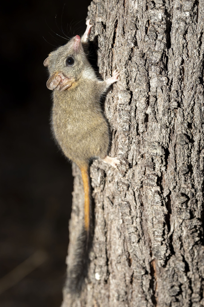 Red-tailed Phascogale in May 2025 by Clarissa Human · iNaturalist