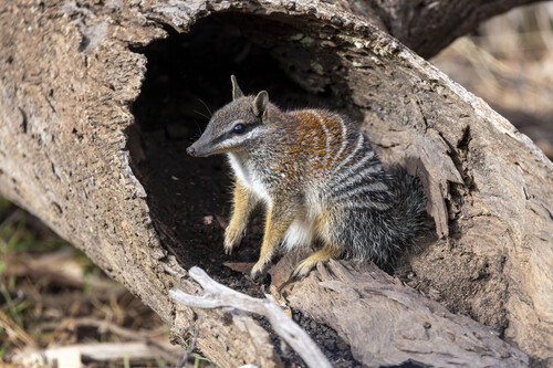 Numbats (Family Myrmecobiidae) · iNaturalist