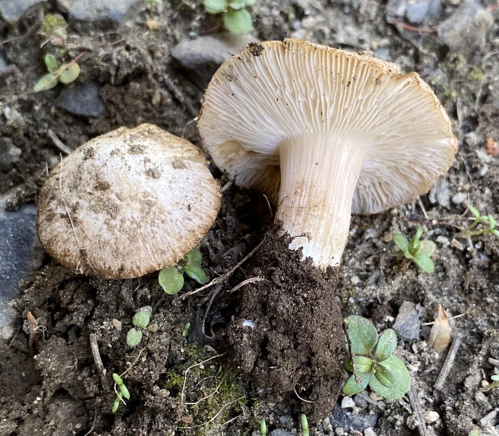 Fibercaps and Allies from Boise National Forest, Ola, ID, US on May 24 ...