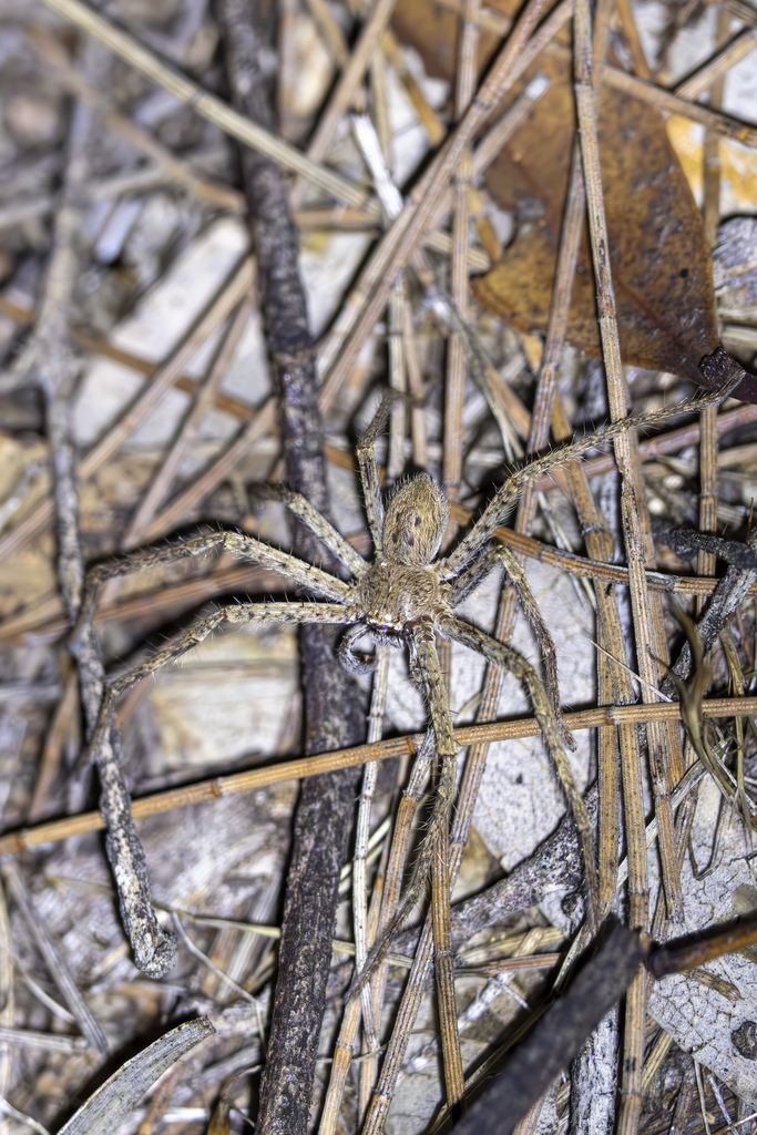 Isopedella cana from Williams WA 6391, Australia on May 24, 2025 at 07: ...