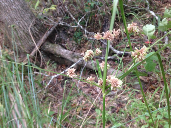 Deep-Rooted Sedge (Invasive Species of Texas) · iNaturalist