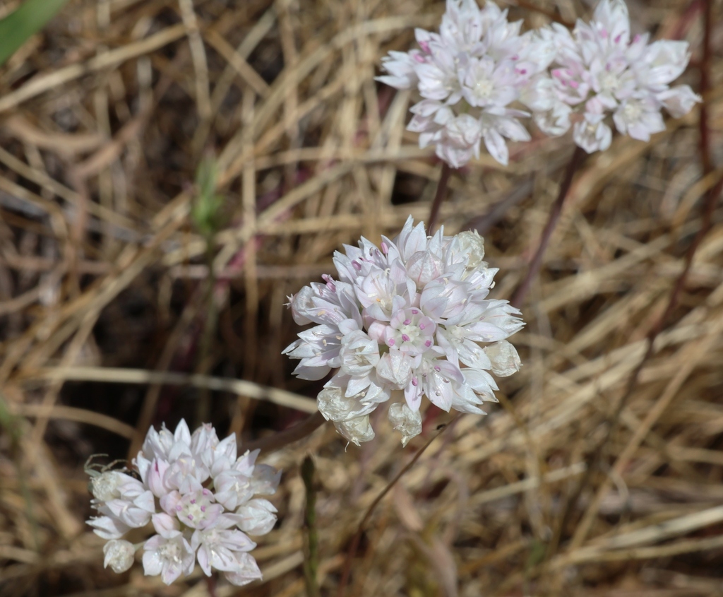 narrowleaf onion from HBRA Lane County, OR, USA on May 21, 2025 at 01: ...
