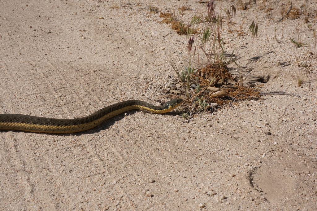 Two-striped Garter Snake in May 2025 by Jim Carretta · iNaturalist
