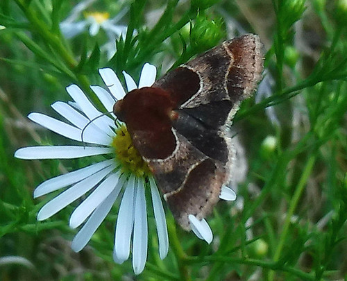 Arcigera Flower Moth (Lepidoptera of Crow Hill (Worcester Co., MA ...