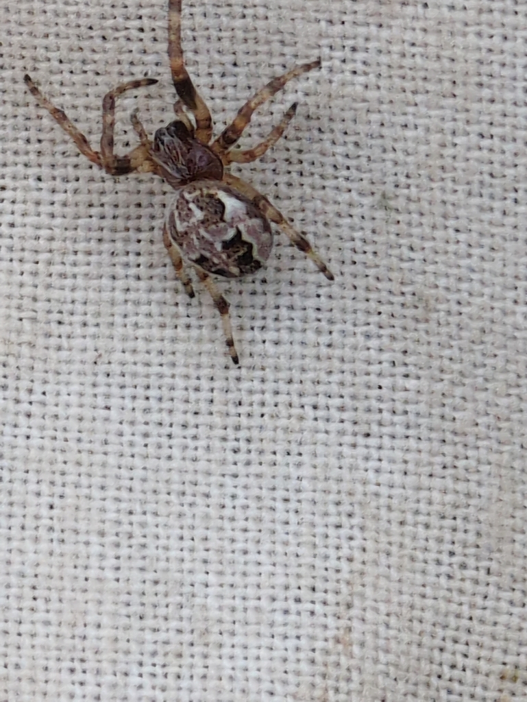 Furrow Spiders from York YO19 4AU, UK on May 25, 2025 at 04:54 PM by ...